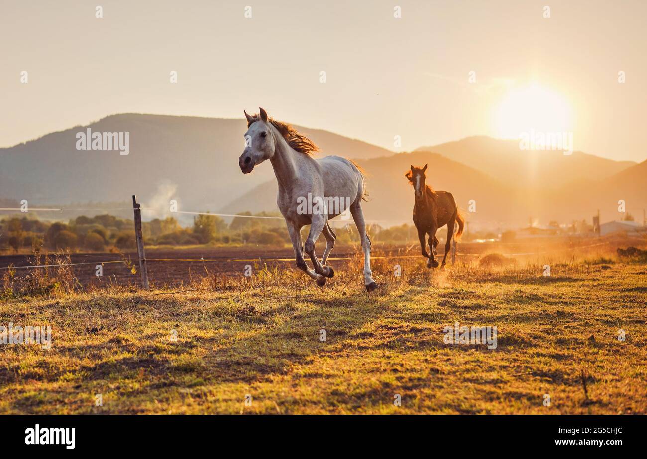 White Arabian horse running on grass field another brown one behind ...