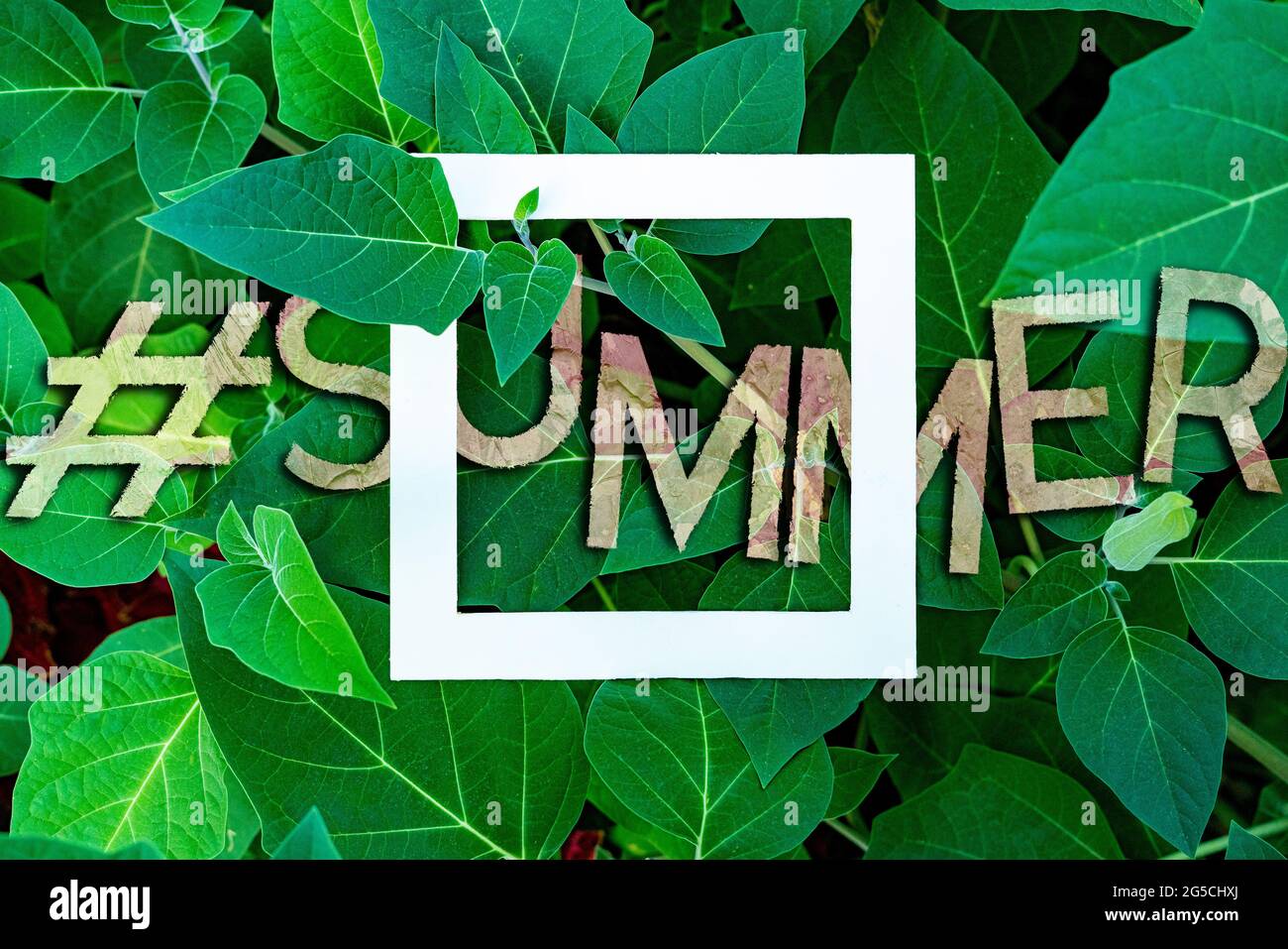 hashtag summer word text on the leafs and flowers background with white ...