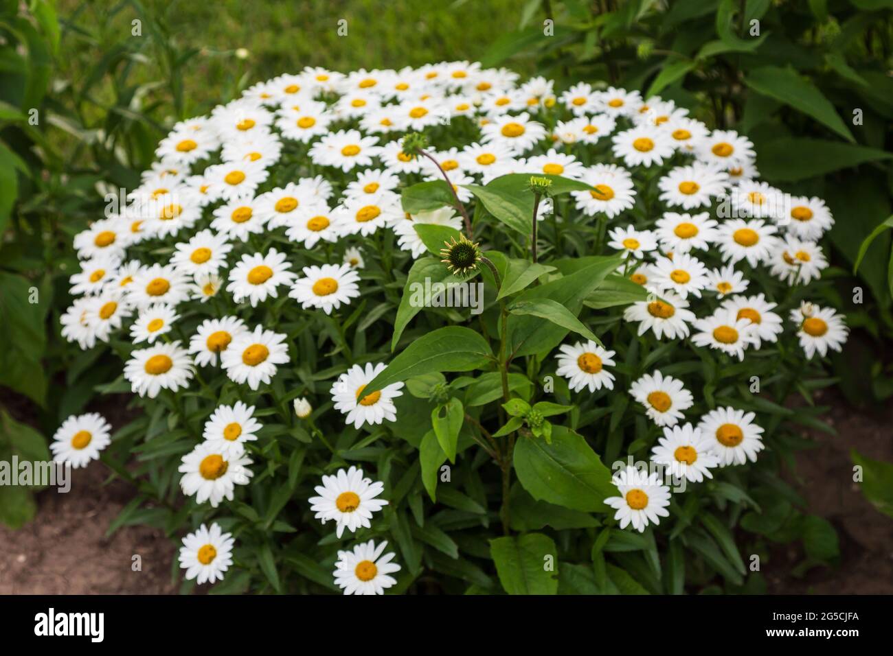 the front view of a medium sized cluster of white daisy blossoms Stock ...