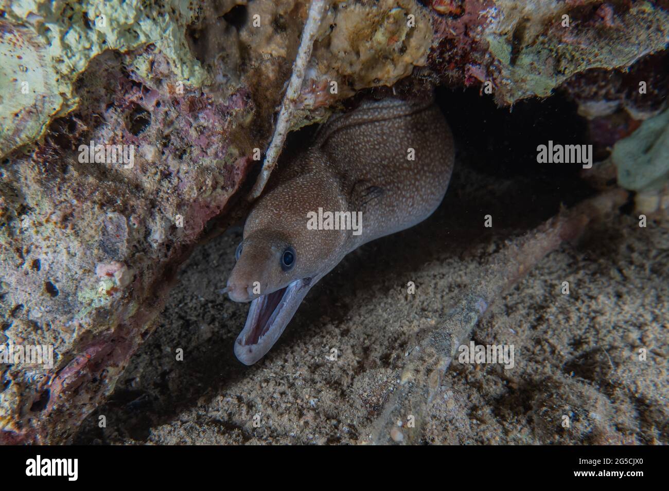 Moray eel Mooray lycodontis undulatus in the Red Sea, Eilat Israel ...