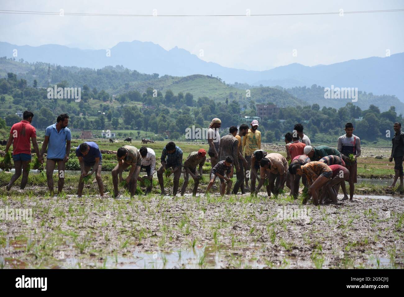 Paddy sowing season hi-res stock photography and images - Alamy
