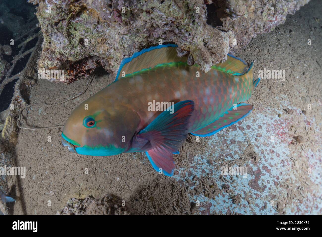 Fish swim in the Red Sea, colorful fish, Eilat Israel Stock Photo - Alamy