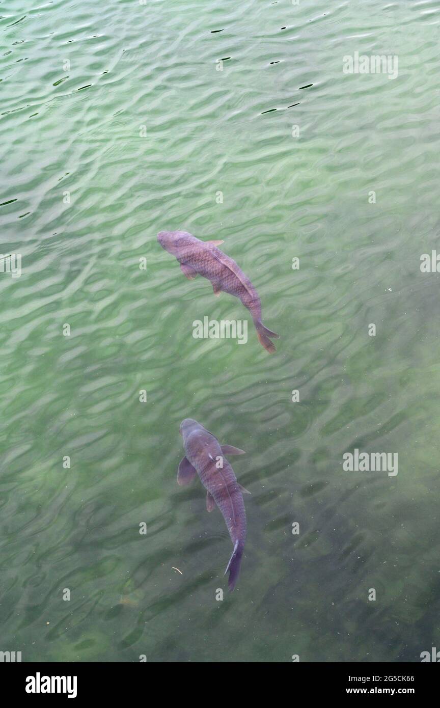 Poissons hi-res stock photography and images - Alamy