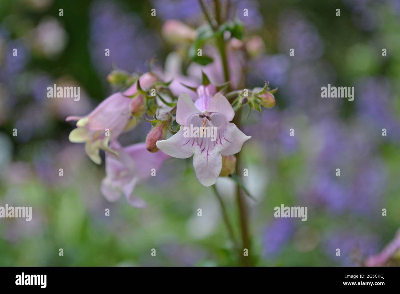 Penstemon digitalis 'Husker Red', penstemon 'Husker Red', in an English ...