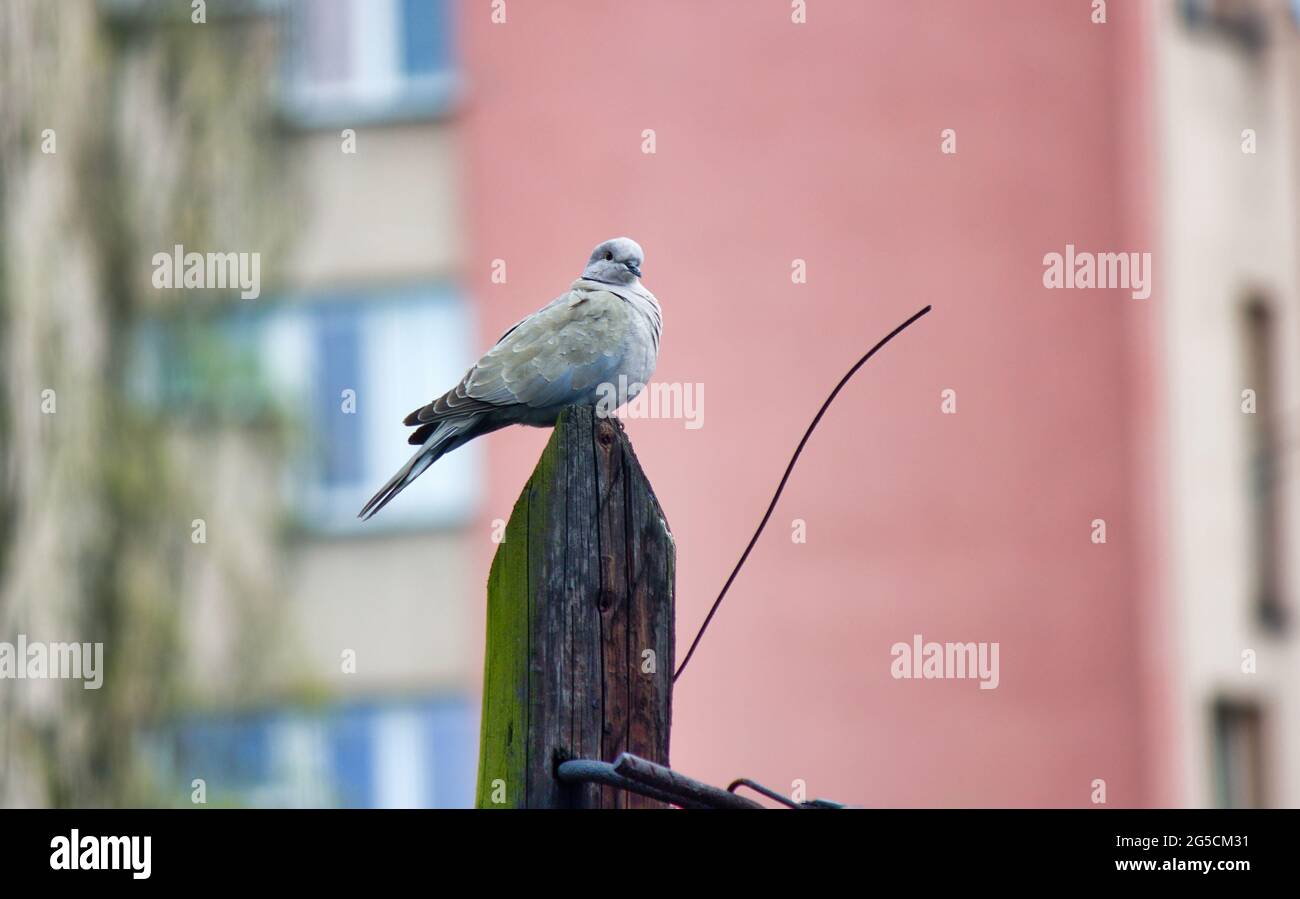 One Eurasian collared dove, a species of Columbidae also known as ...