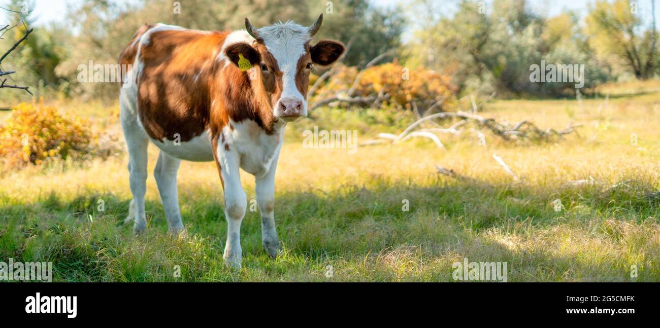 Happy funny single cow hi-res stock photography and images - Alamy