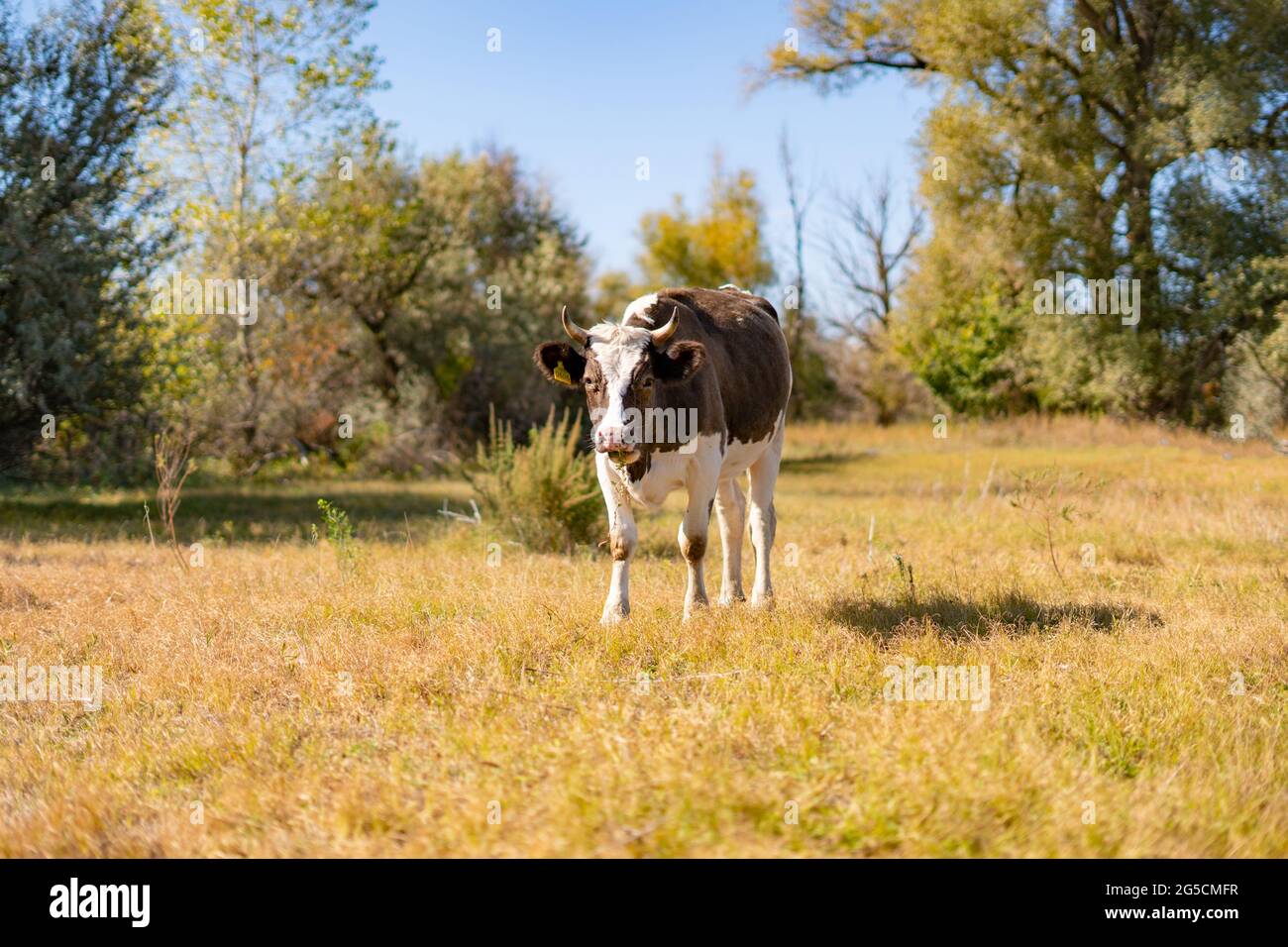 Happy funny single cow hi-res stock photography and images - Alamy