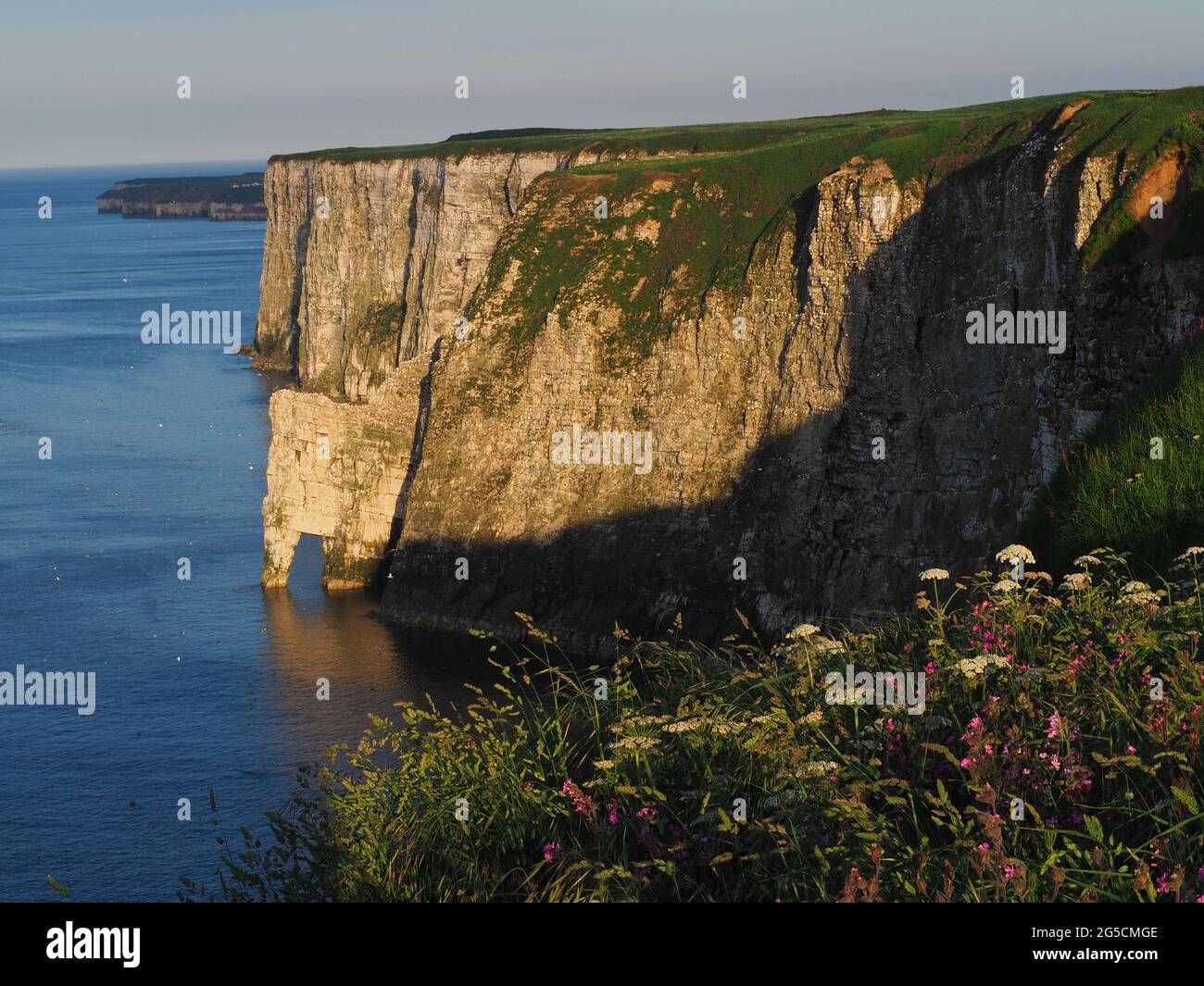 Uk cliffs birds hi-res stock photography and images - Alamy