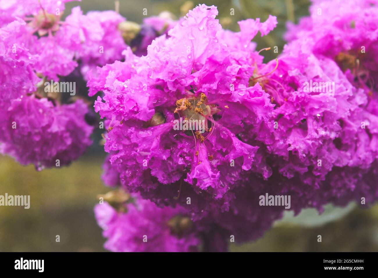 Closeup shot of purple crape myrtle flowers Stock Photo - Alamy