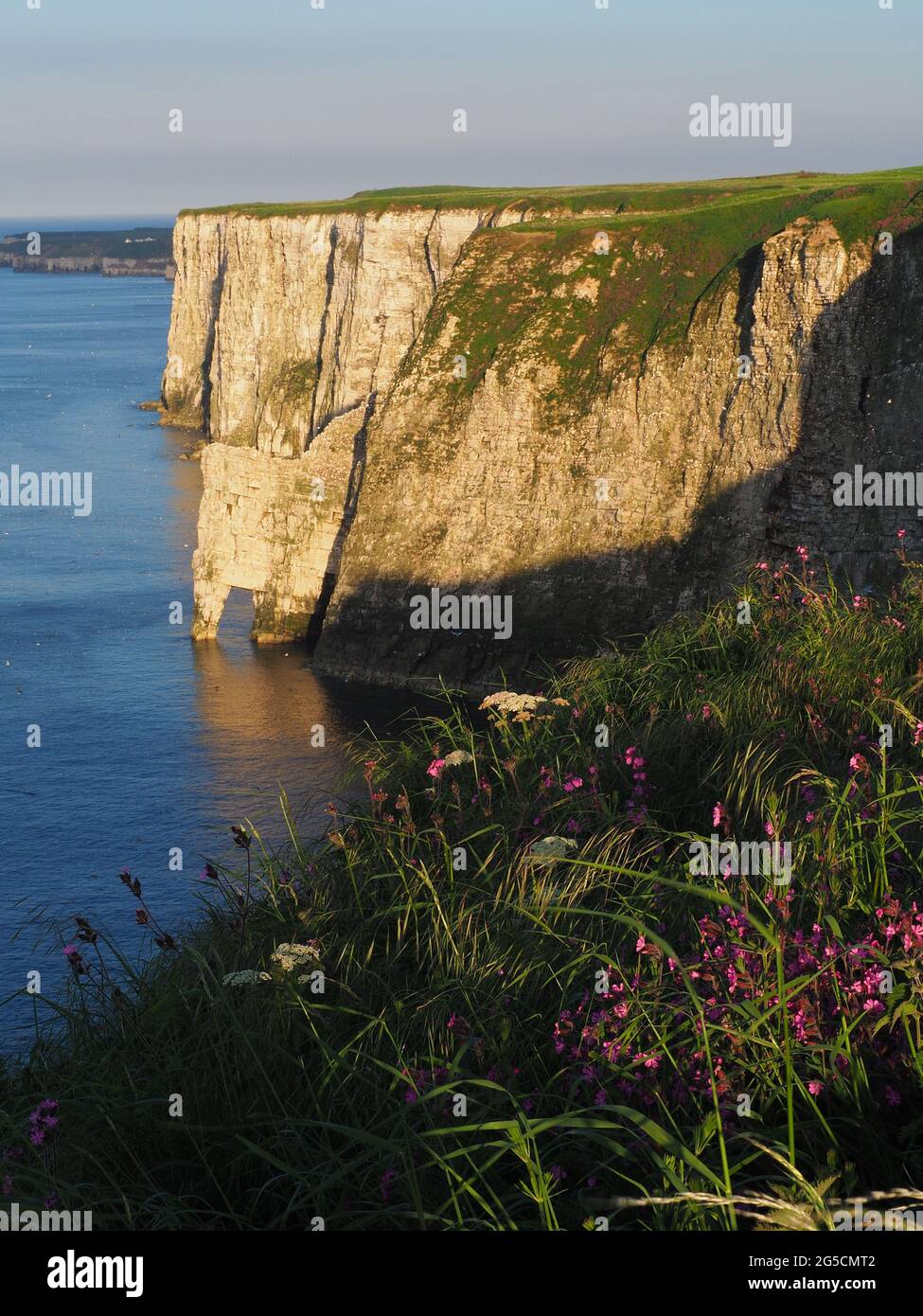 Uk cliffs birds hi-res stock photography and images - Alamy