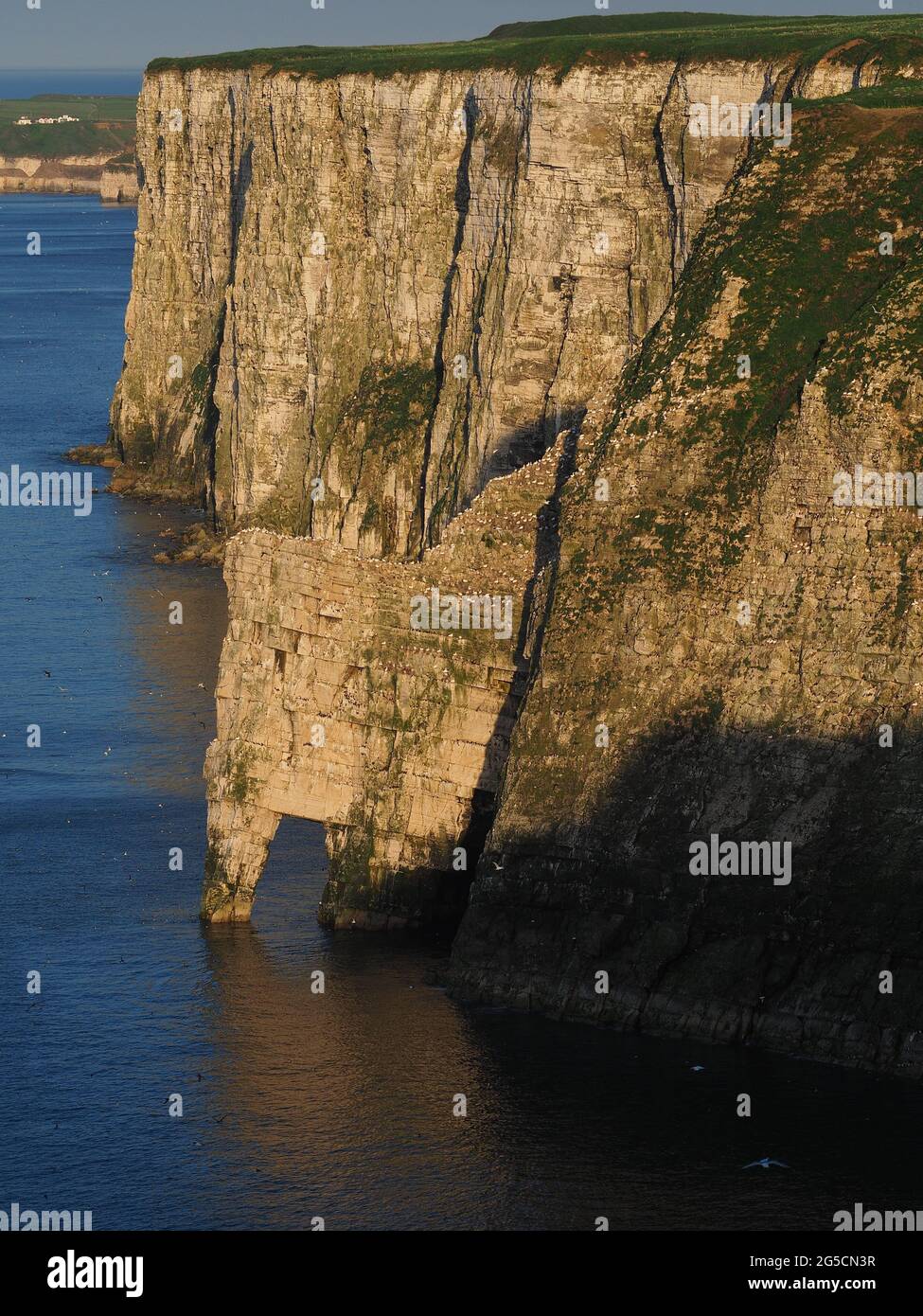 Uk cliffs birds hi-res stock photography and images - Alamy