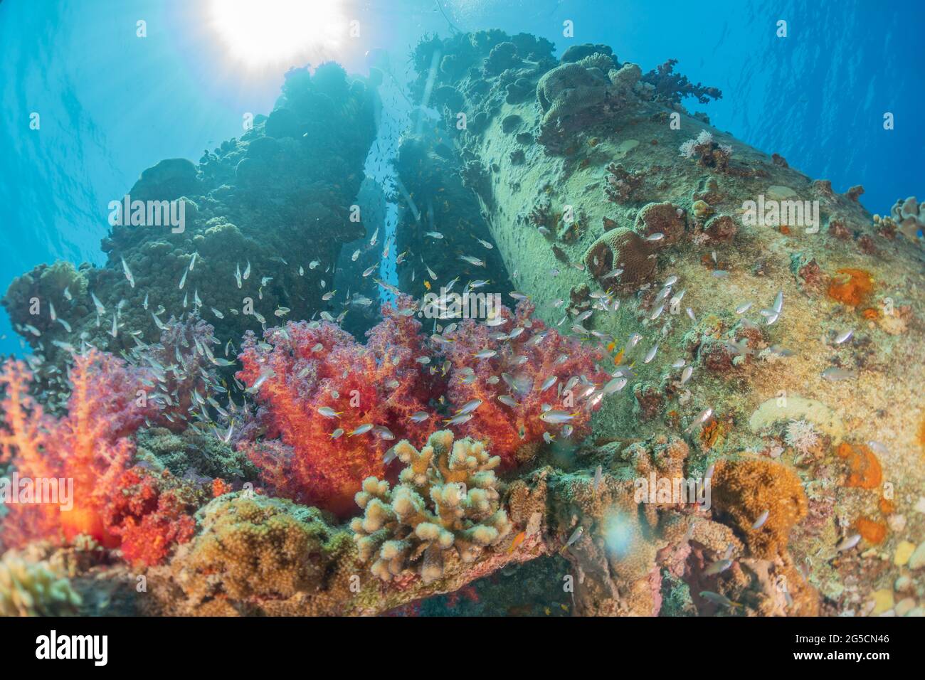 Coral reef and water plants in the Red Sea, Eilat Israel Stock Photo ...