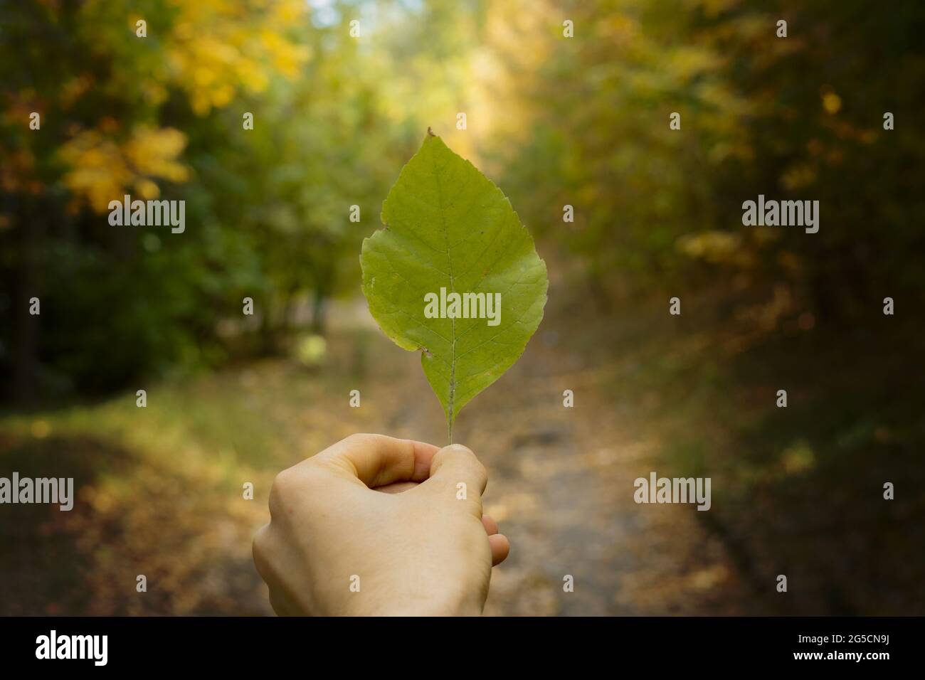 hand holding the autumn leaf in the forest, colorful golden scene Stock ...