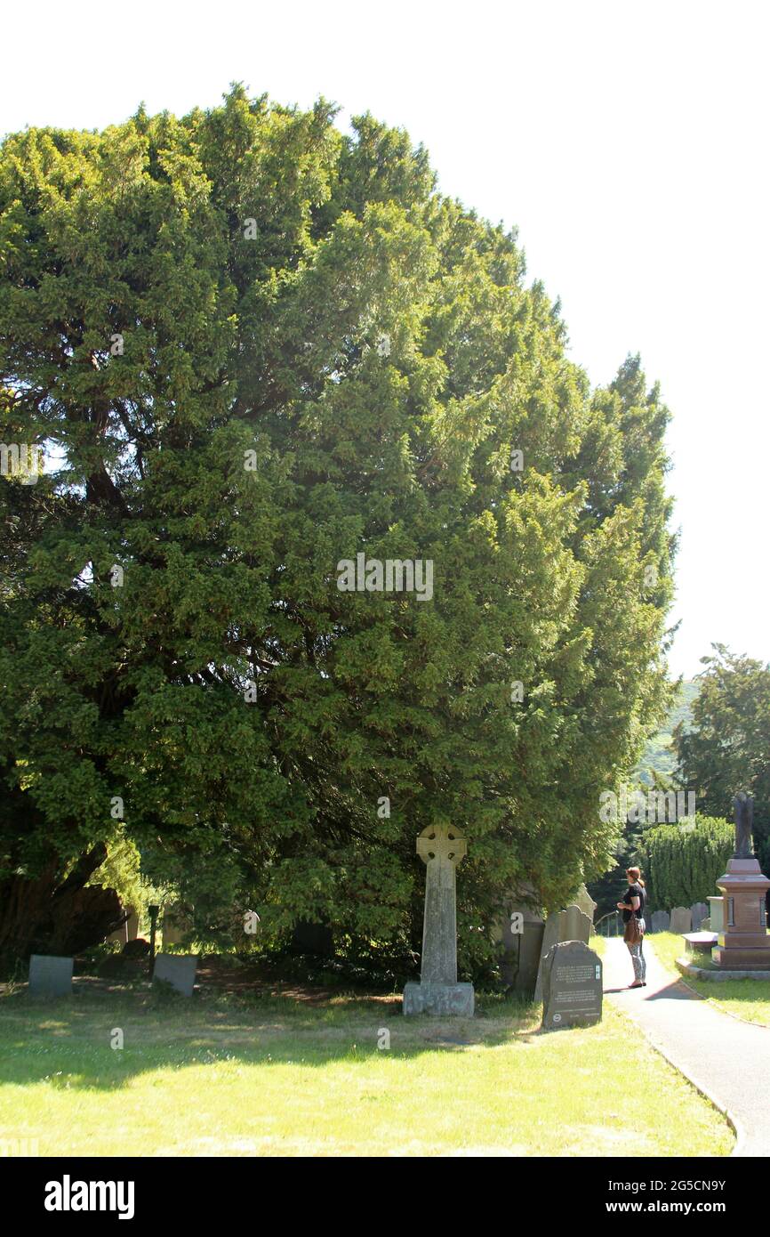 The churchyard of St Digain's parish church in Llangernyw is the site ...
