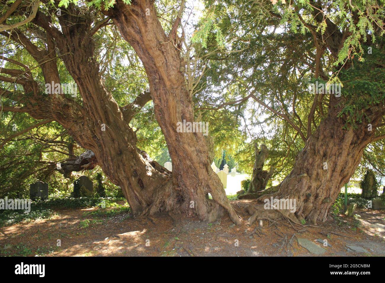 The churchyard of St Digain's parish church in Llangernyw is the site ...