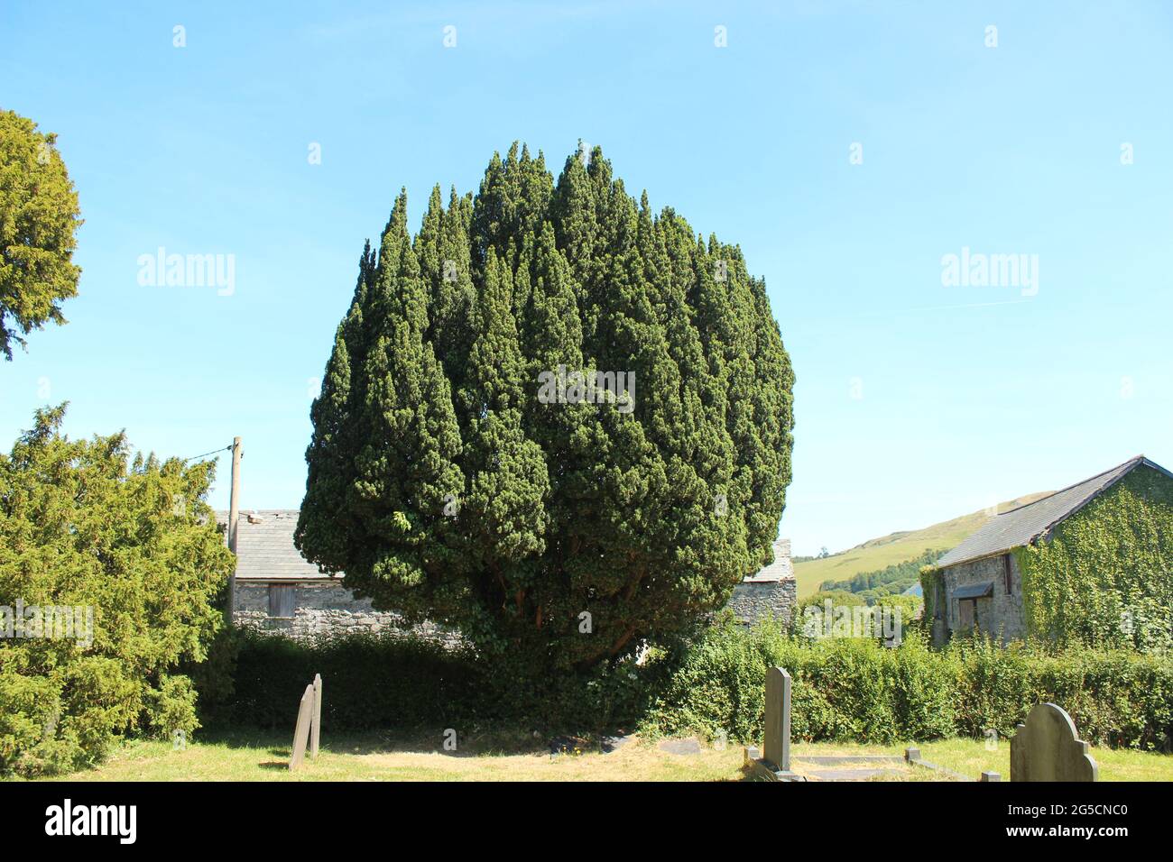 Llangernyw yew, conwy hi-res stock photography and images - Alamy