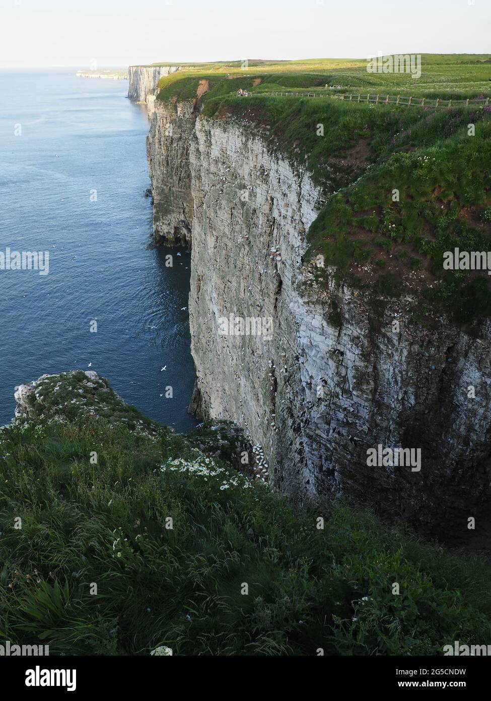 Bempton cliffs nature reserve hi-res stock photography and images - Alamy