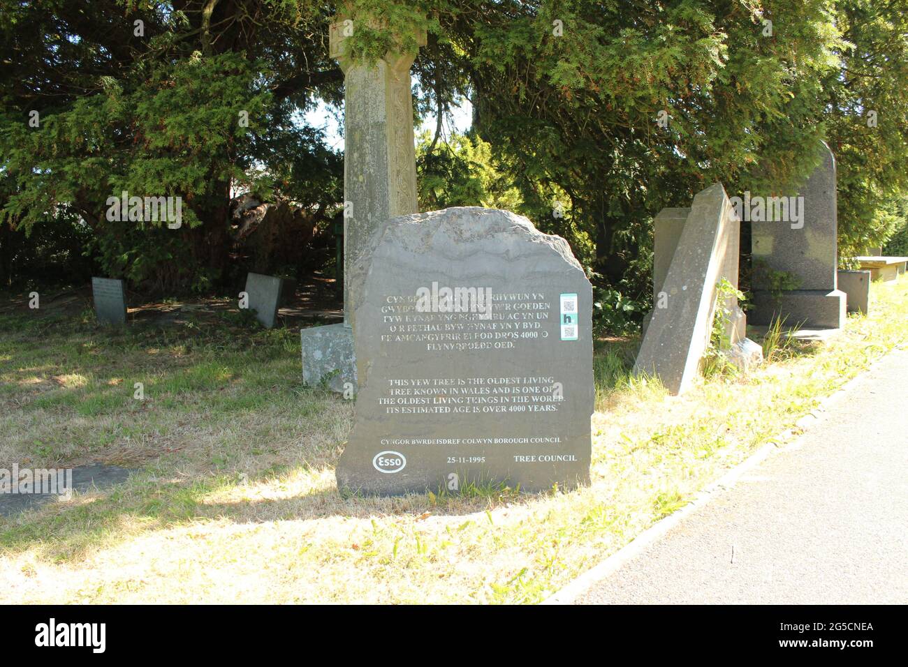 Llangernyw yew, conwy hi-res stock photography and images - Alamy