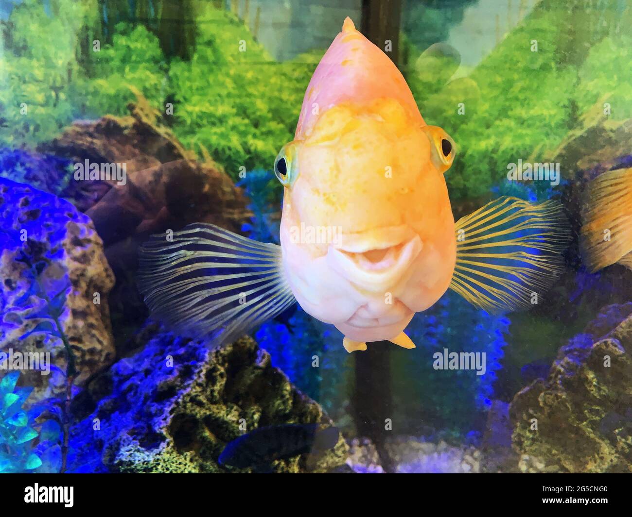 Goldfish in aquarium with decorations Stock Photo - Alamy