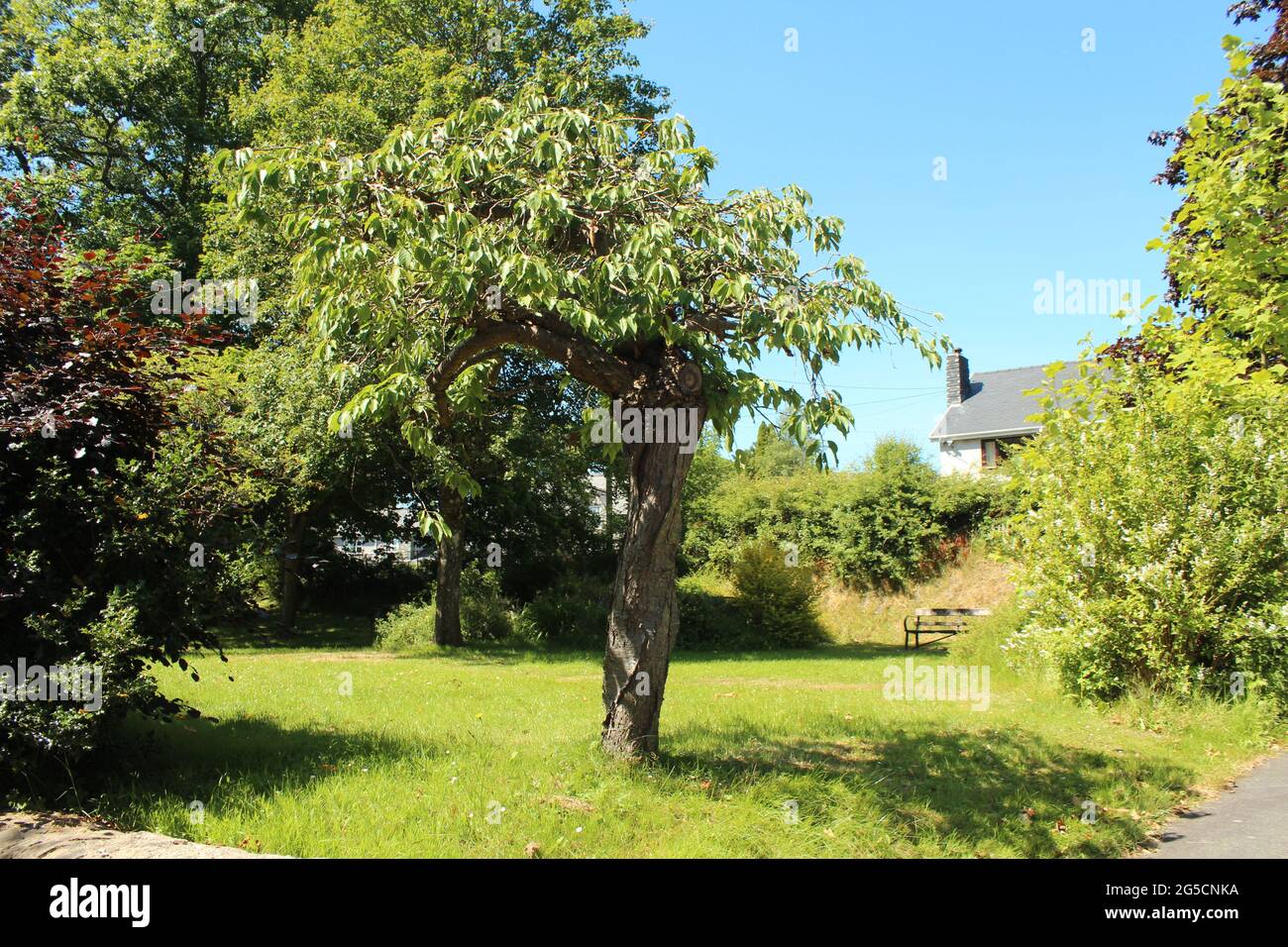 The churchyard of St Digain's parish church in Llangernyw is the site ...