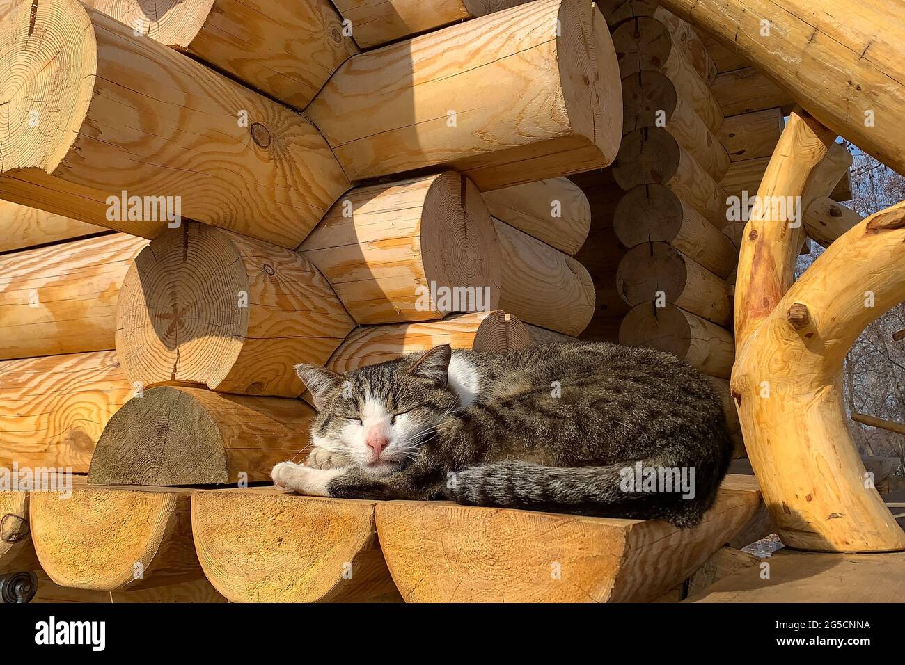 Cute cat sleeping on wooden stair Stock Photo - Alamy
