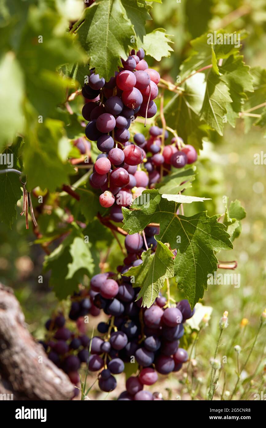 detail of dark grapes cluster in vineyard Stock Photo - Alamy