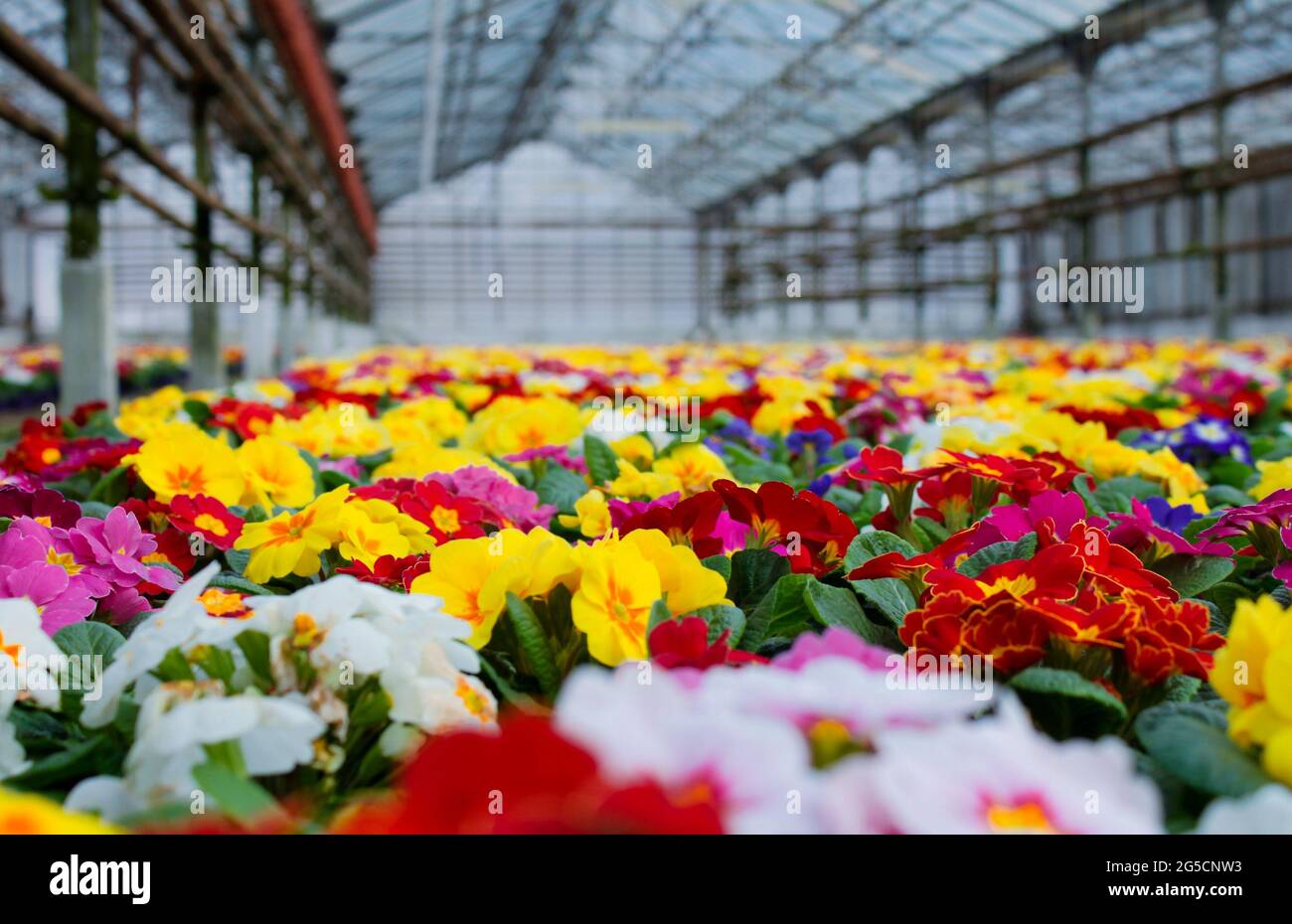 Multi colored primrose hi-res stock photography and images - Alamy