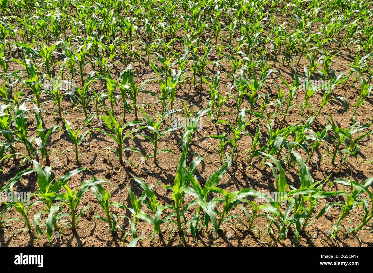 Maize seedlings hi-res stock photography and images - Alamy