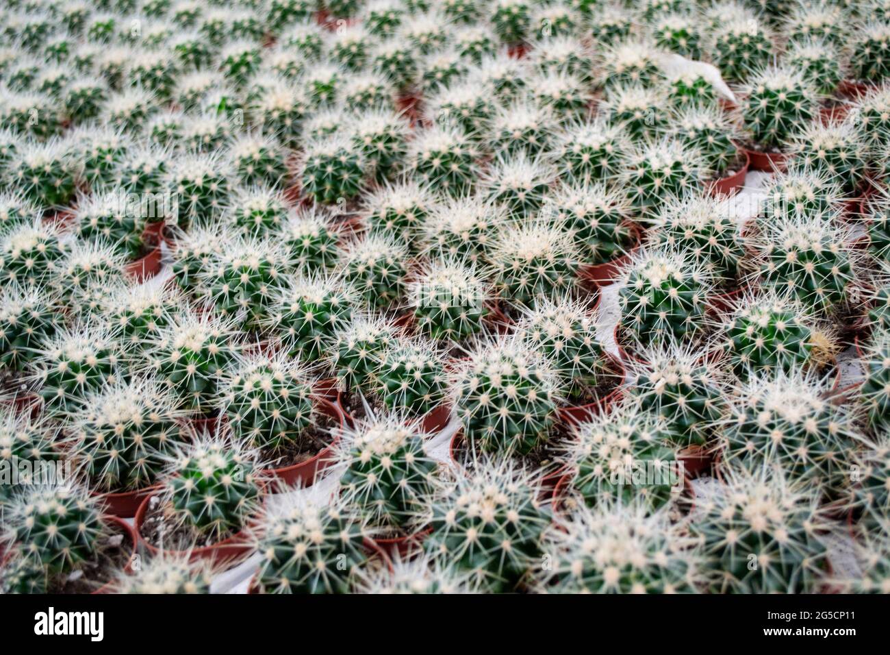 Close up lots of small round cacti with sharp yellow needles in flower ...