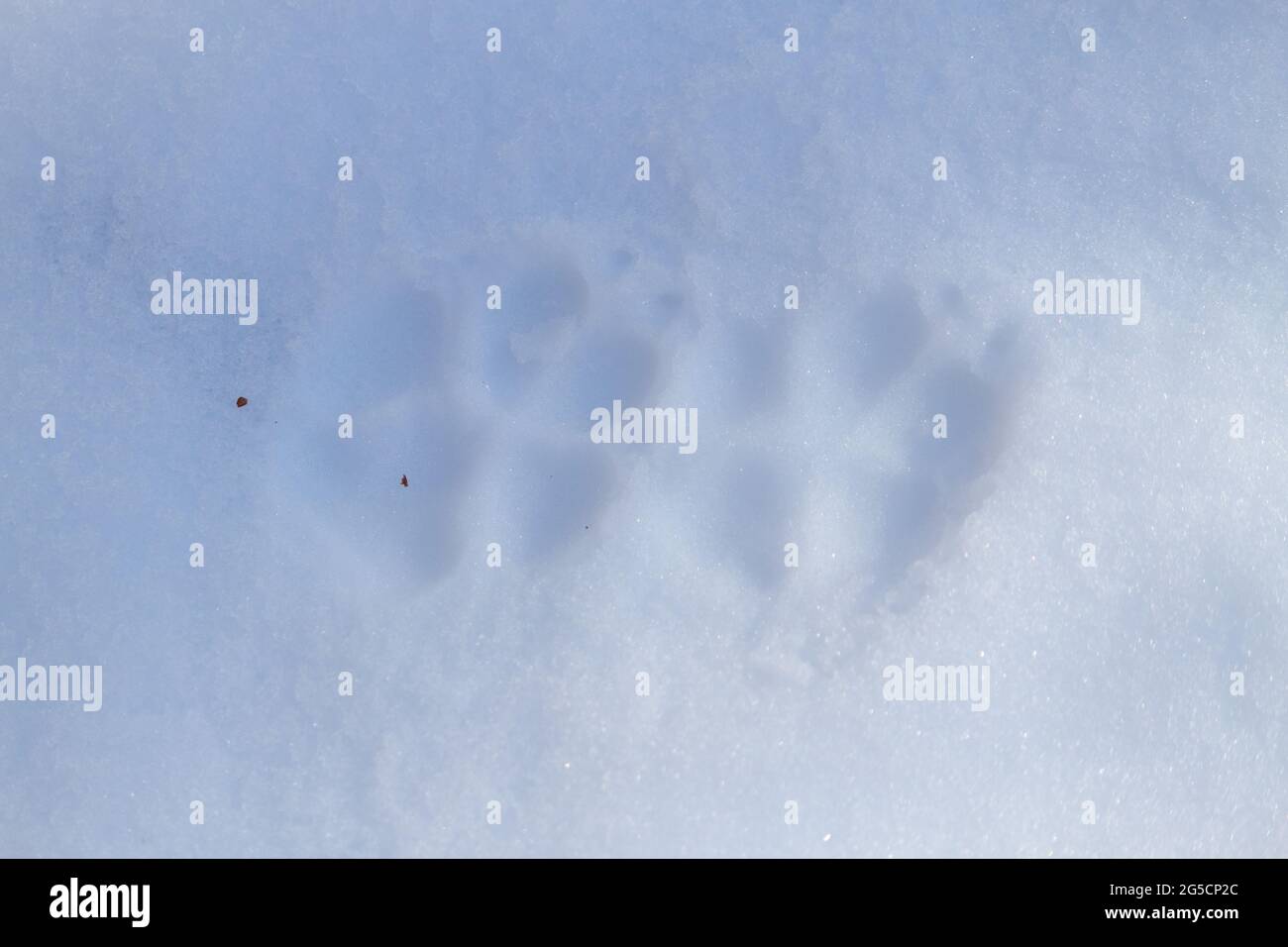 Two dog paw prints hi-res stock photography and images - Alamy