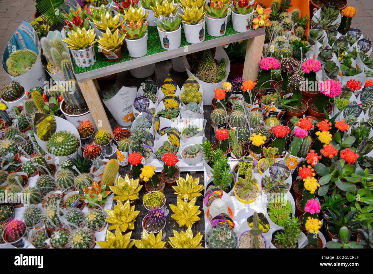 Unusual plant pots hi-res stock photography and images - Alamy