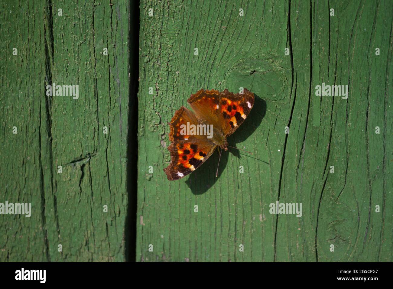 Orange colored butterfly with copy space Stock Photo - Alamy
