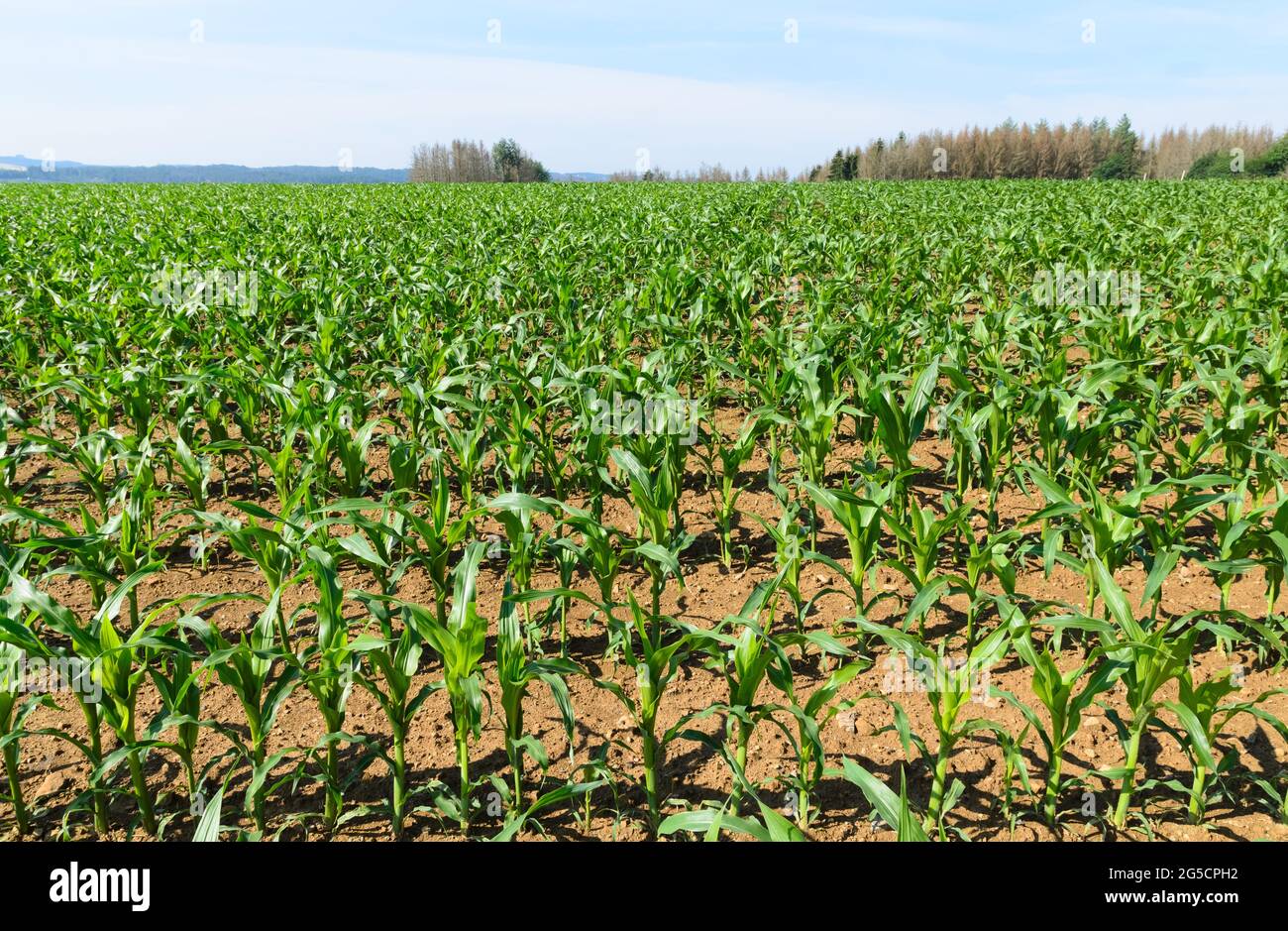 Maize growing hi-res stock photography and images - Alamy