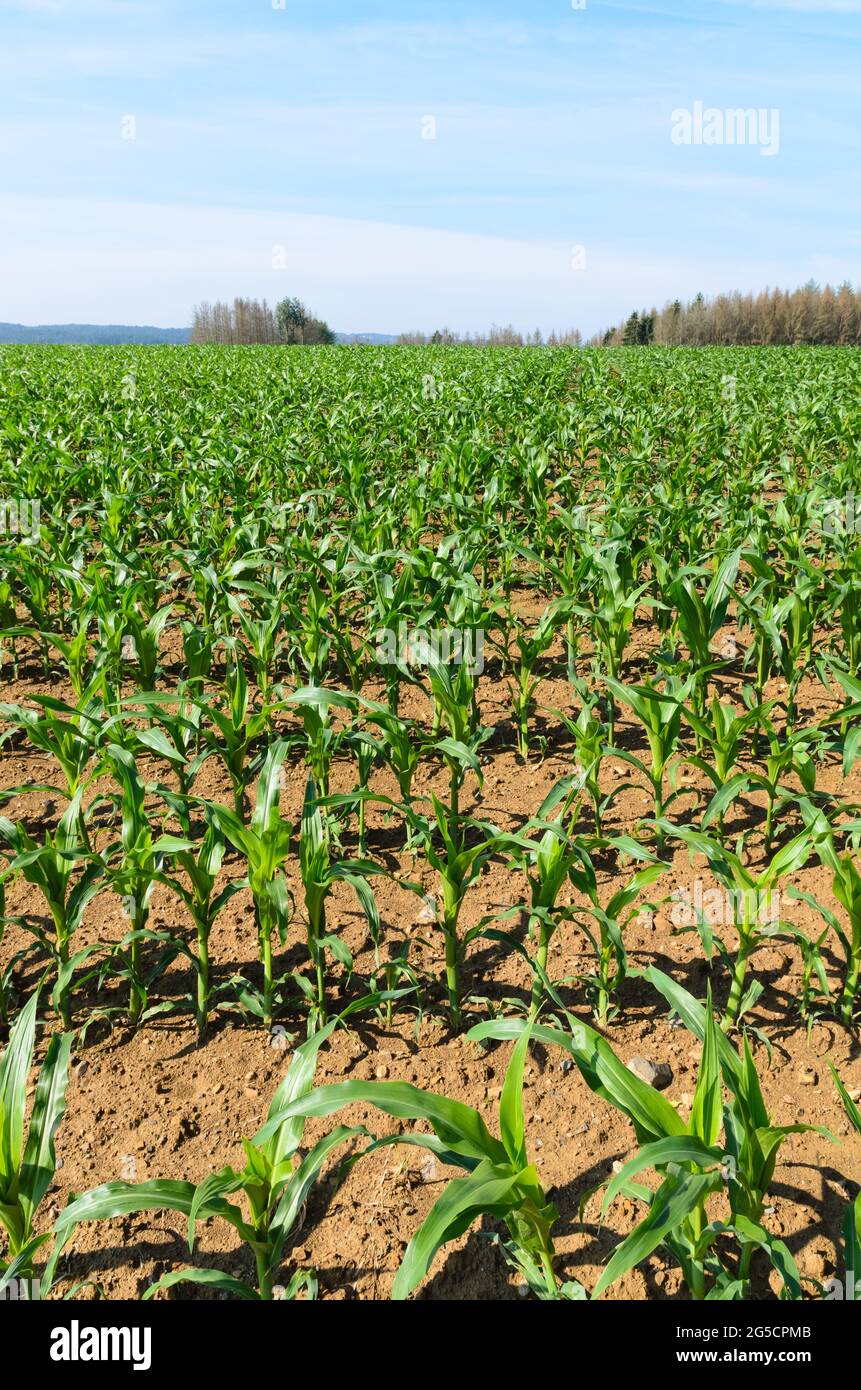 Maize growing hi-res stock photography and images - Alamy