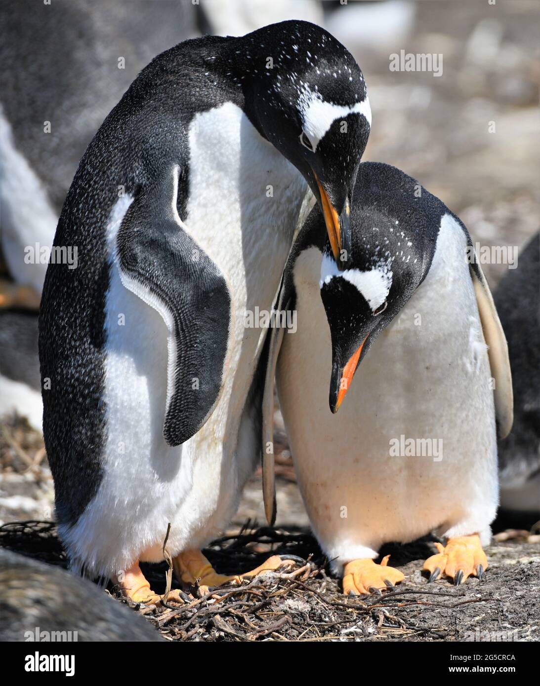 Gentoo penguins in the ocean hi-res stock photography and images - Alamy