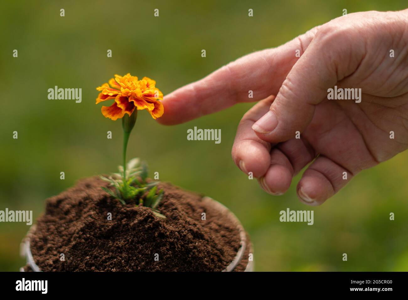 the contact between human and nature, senior woman finger touch the ...