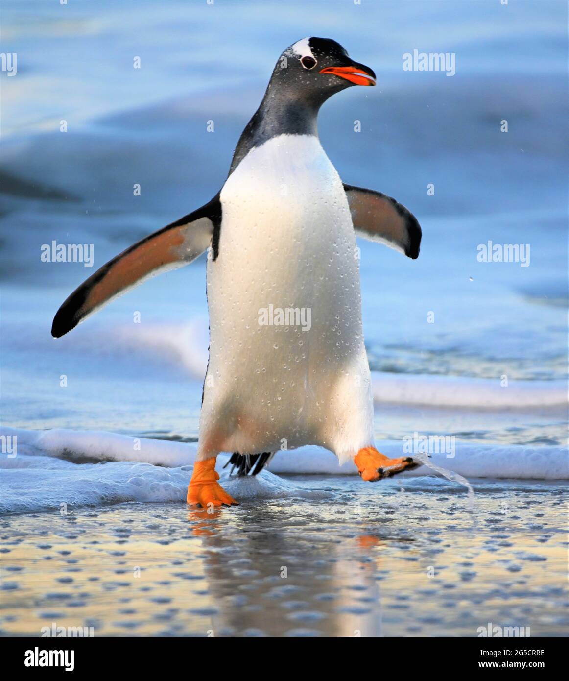 Penguin arriving back home hi-res stock photography and images - Alamy