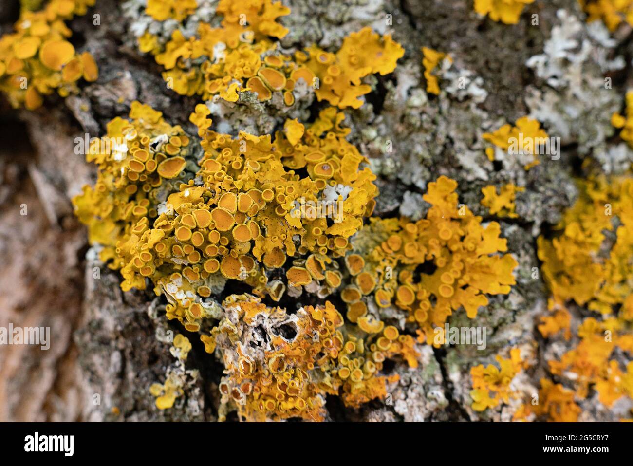 abstract detail of the green moss on the tree branch, macro view Stock ...