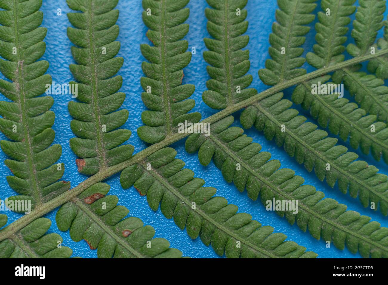 macro view of fern leaf, abstract nature organic background Stock Photo ...
