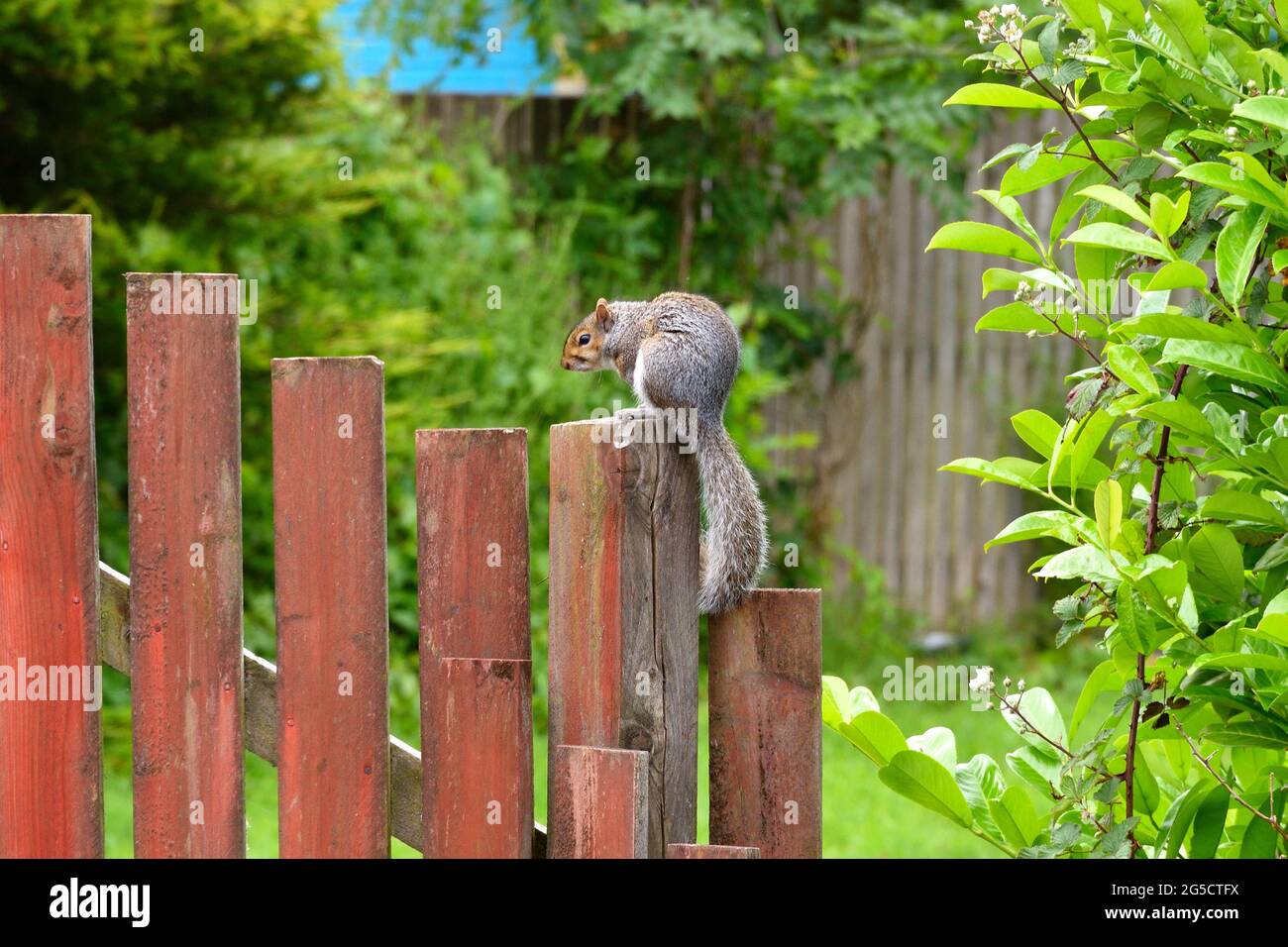 Squirrel on a fence Stock Photo - Alamy