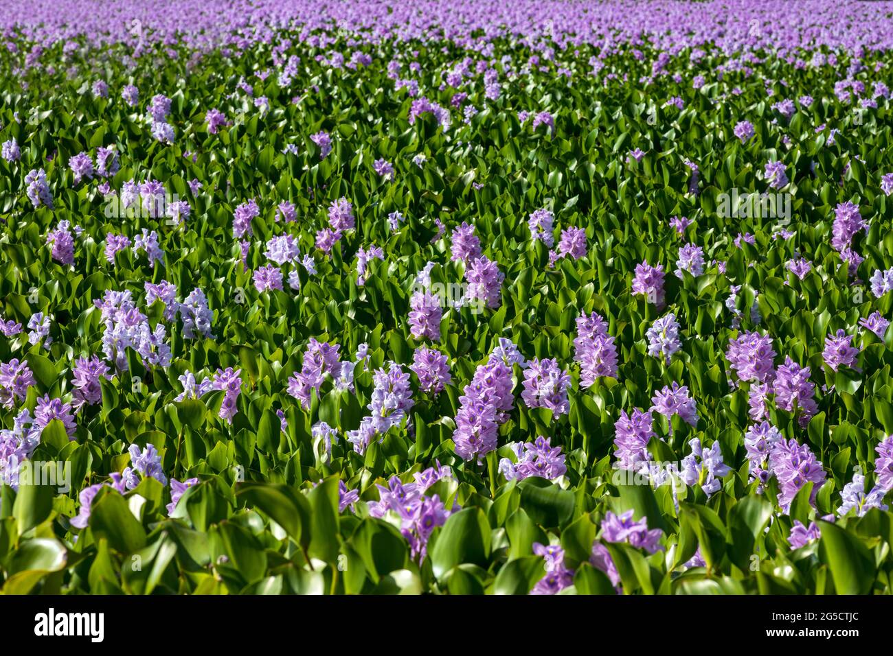 View of a field of blooming water hyacinths growing in a natural swamp ...