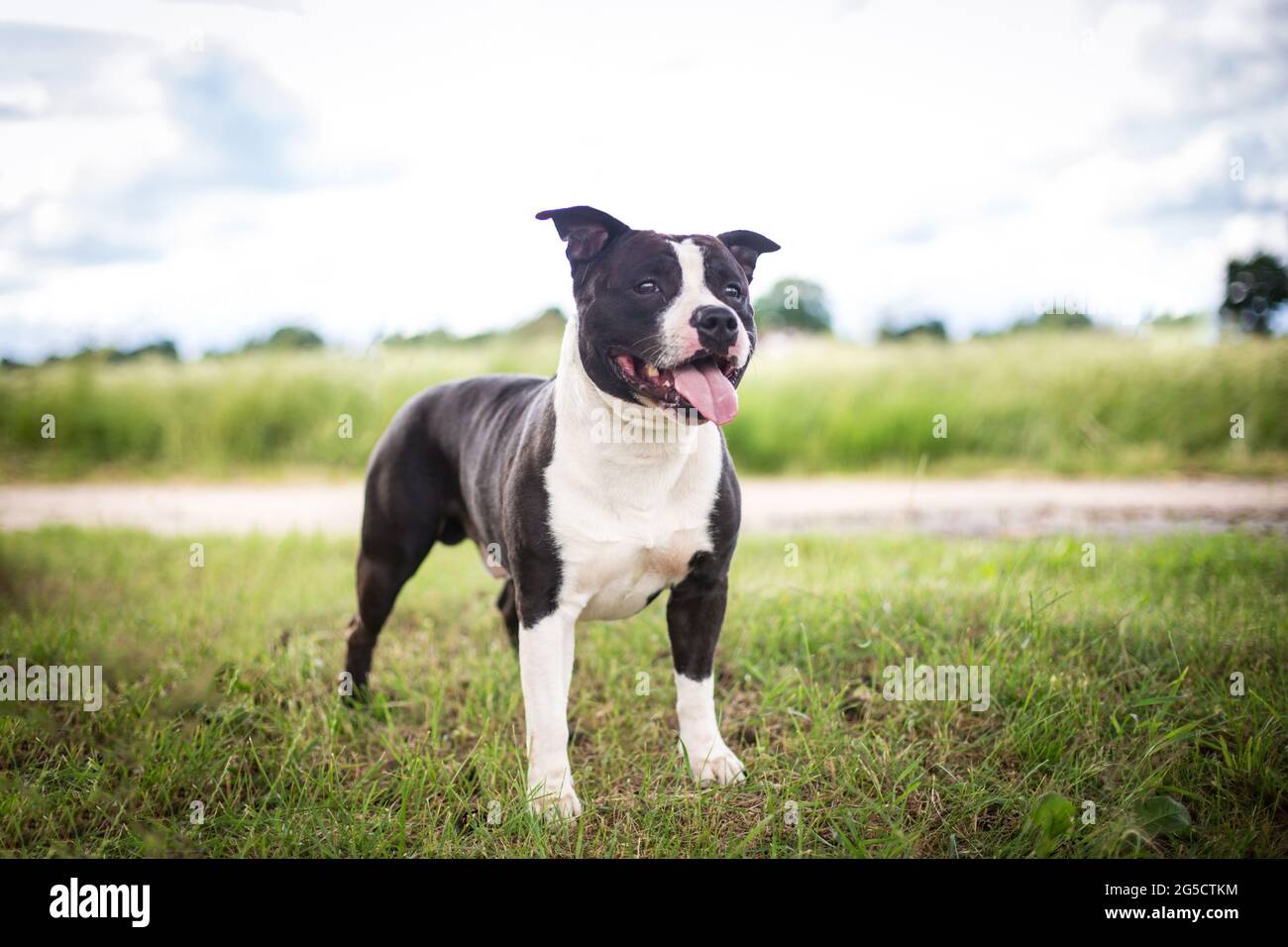 Black and white American Staffordshire Terrier Stock Photo - Alamy
