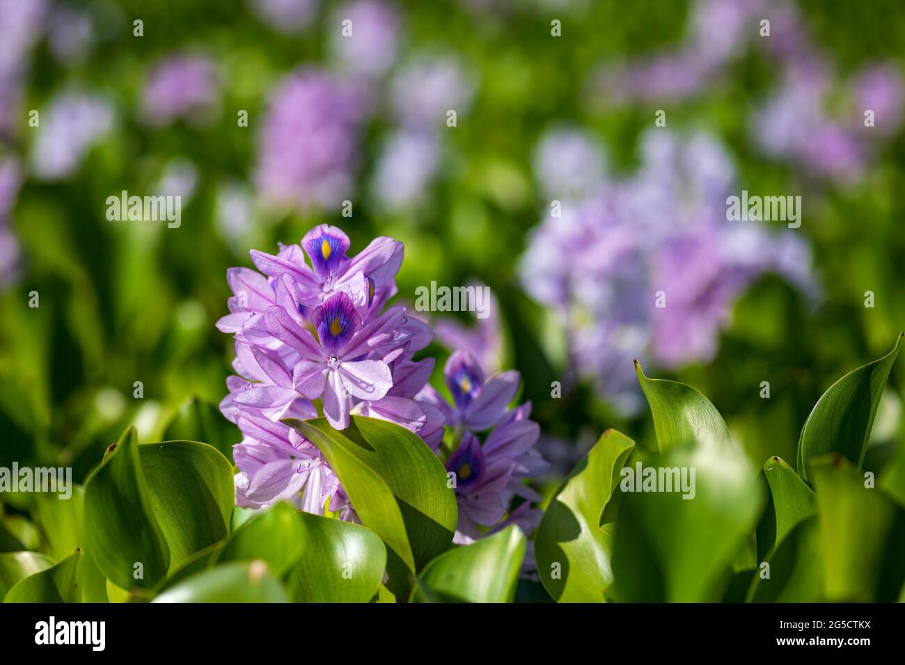 Closeup view of blooming water hyacinths growing in a natural swamp ...