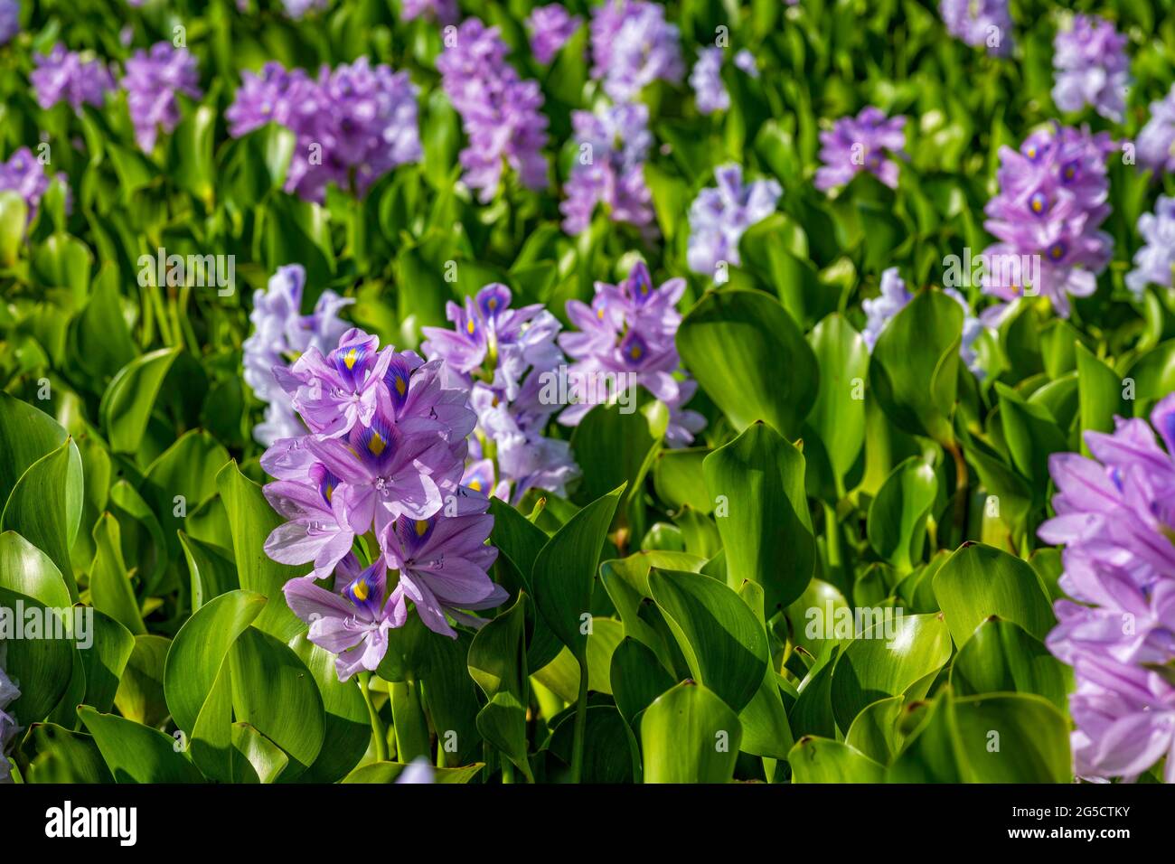 View of a field of blooming water hyacinths growing in a natural swamp ...
