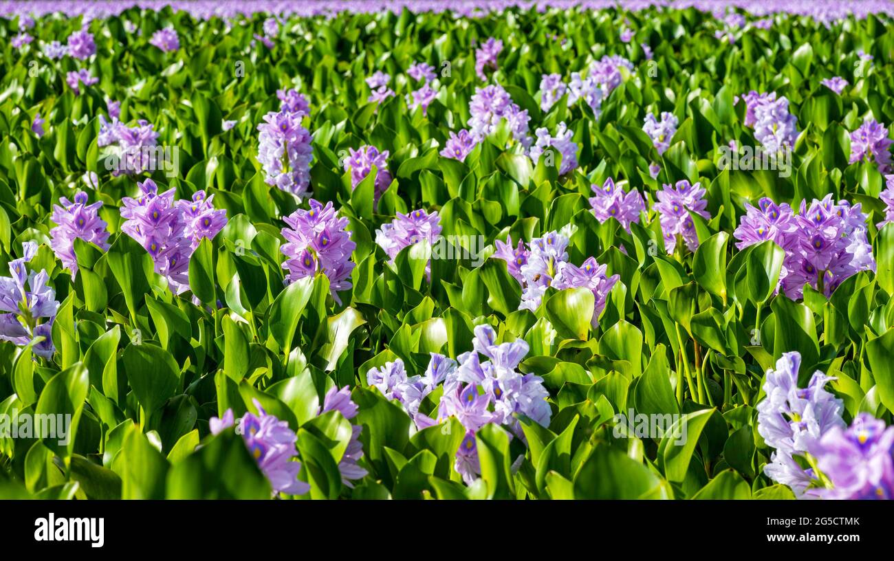 View of a field of blooming water hyacinths growing in a natural swamp ...