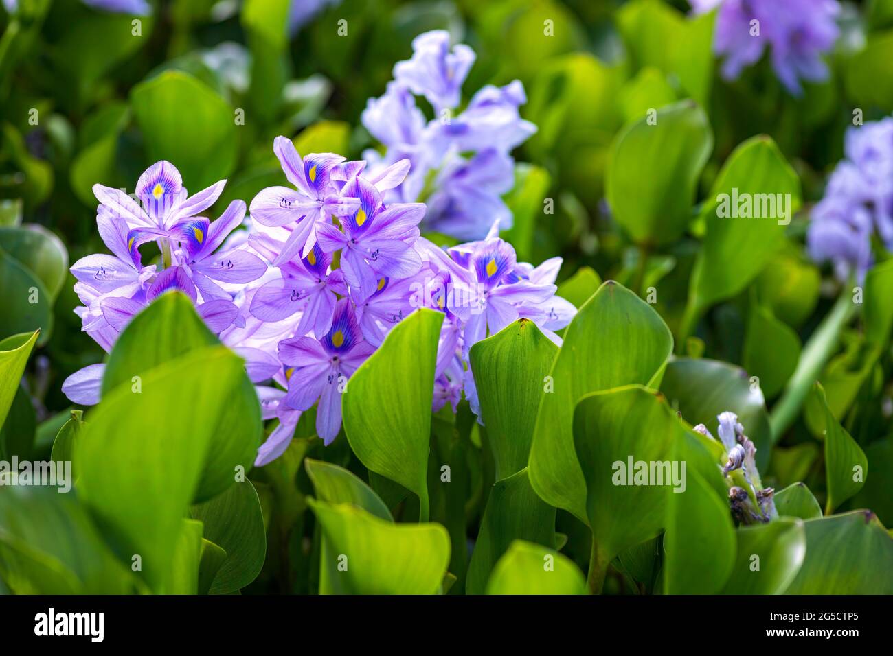 Closeup view of blooming water hyacinths growing in a natural swamp ...