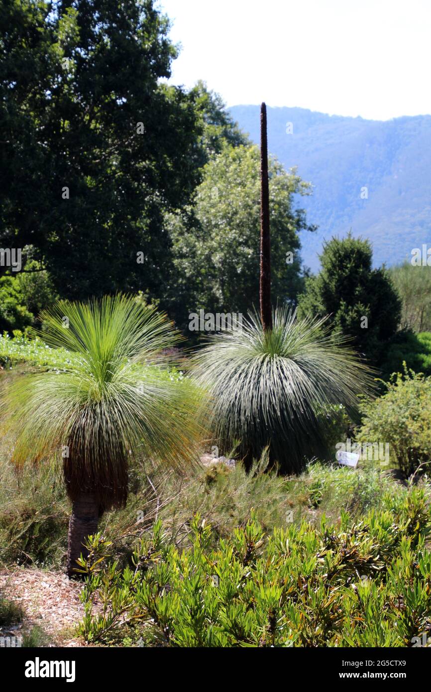 Grass trees xanthorrhoea preissii hi-res stock photography and images ...