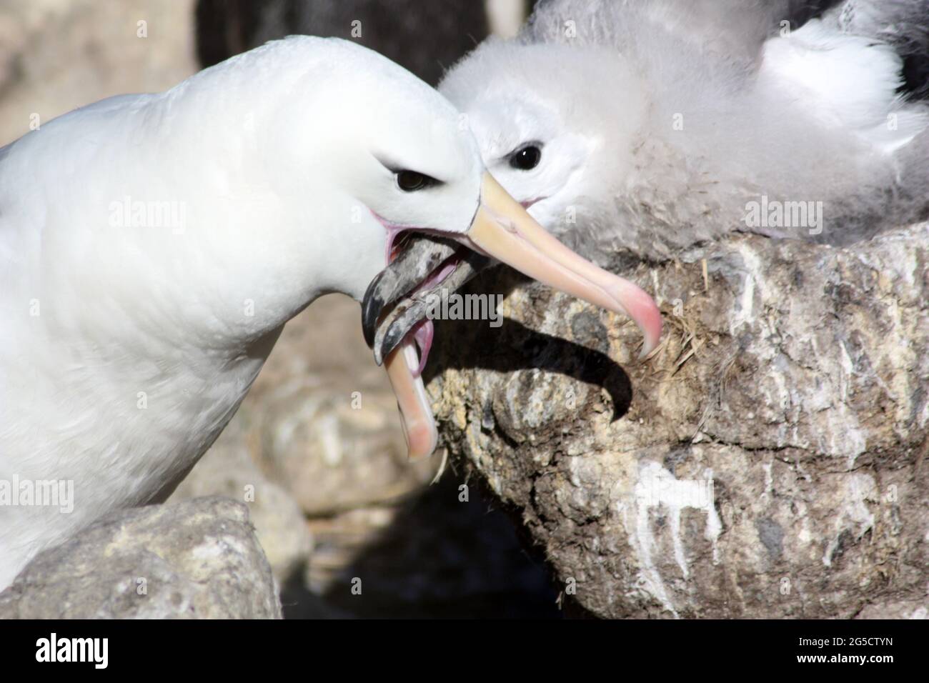 Albatross feeding its young hi-res stock photography and images - Alamy