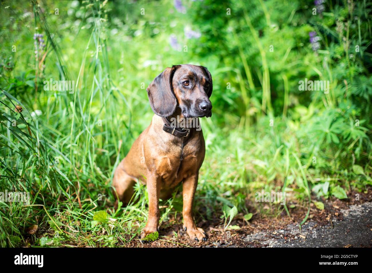 Welding dog hi-res stock photography and images - Alamy