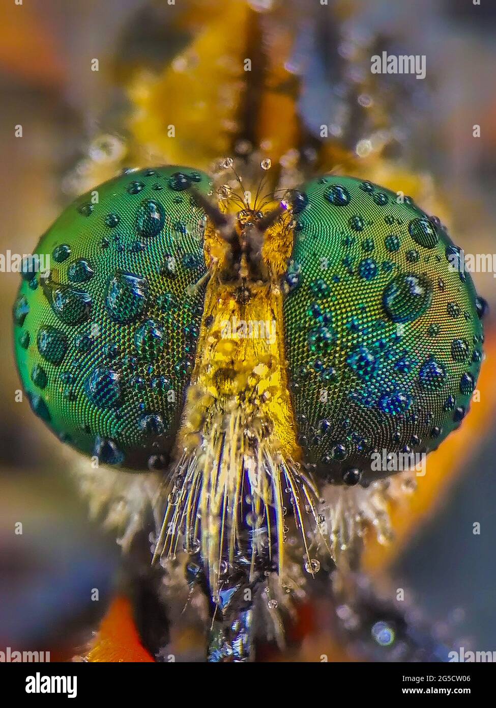 Faceted eyes hi-res stock photography and images - Alamy